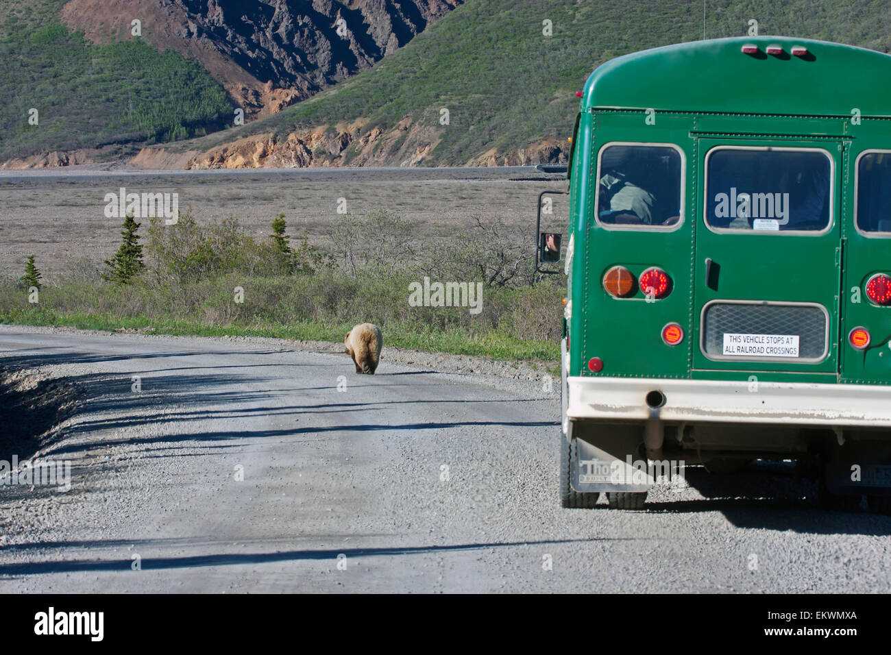 Alaska,Denali,Brown Bear,Tour Bus Stock Photo - Alamy