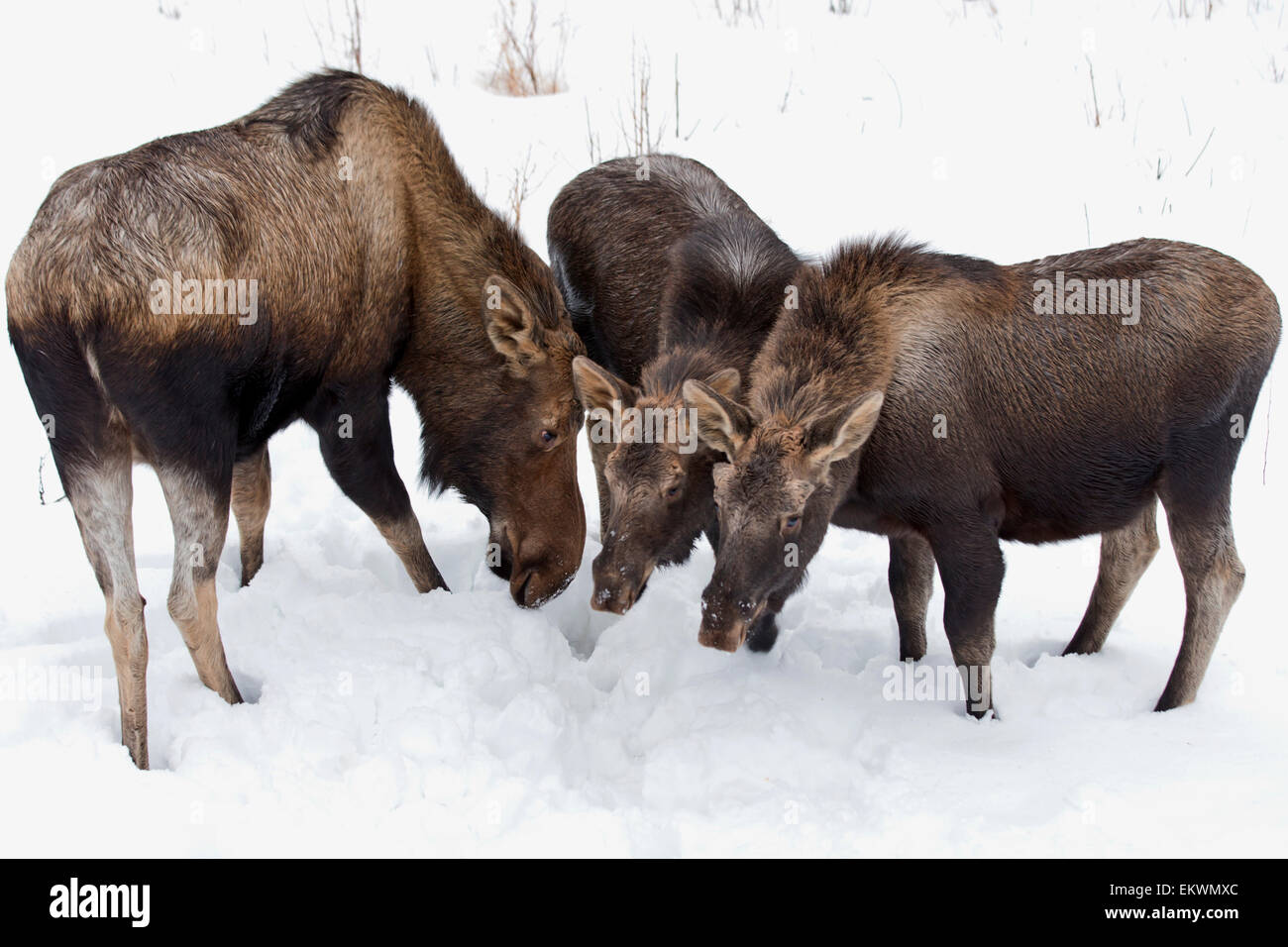 Moose yearling calf hi-res stock photography and images - Alamy