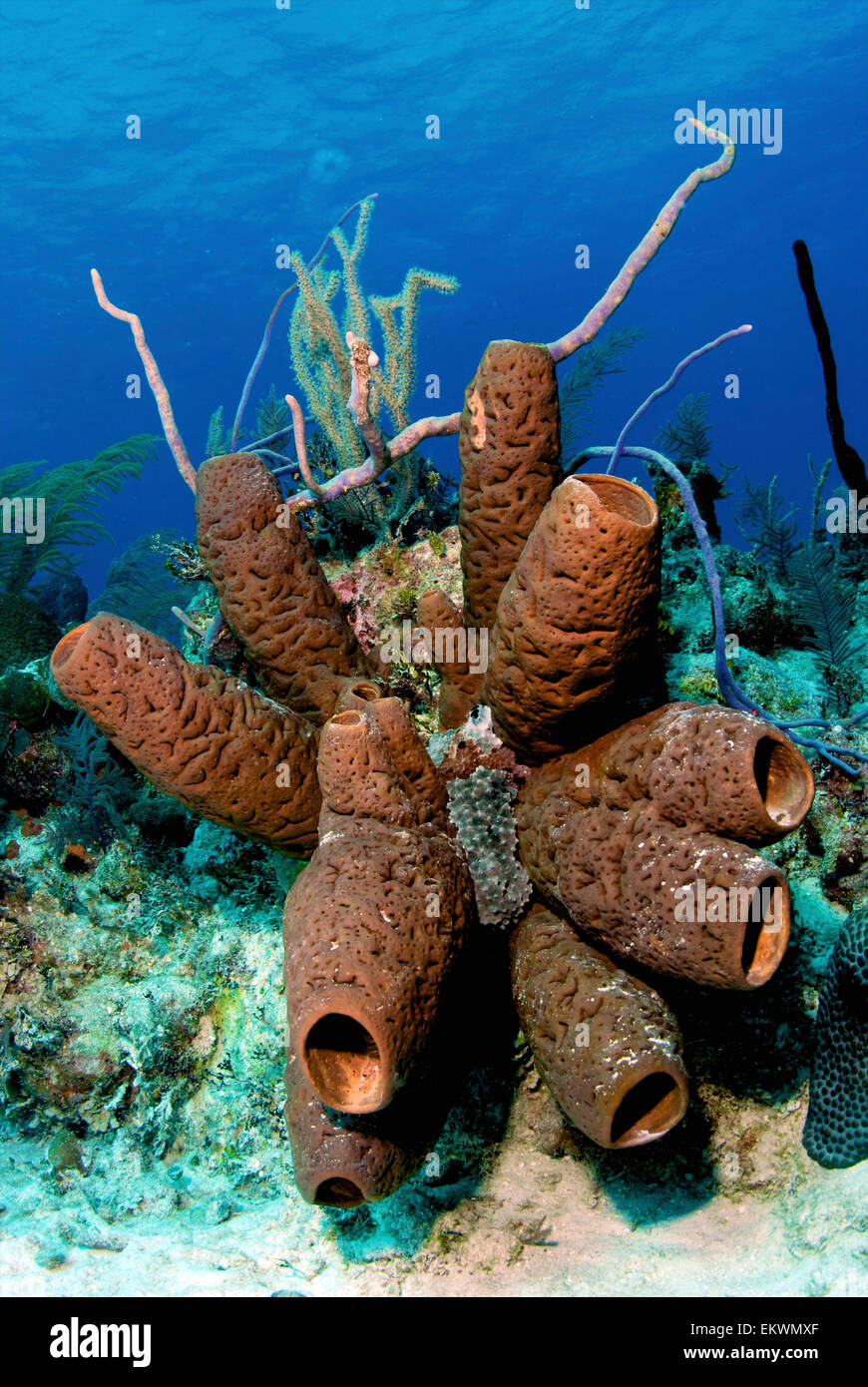 Nassau bahamas and underwater hi-res stock photography and images - Alamy