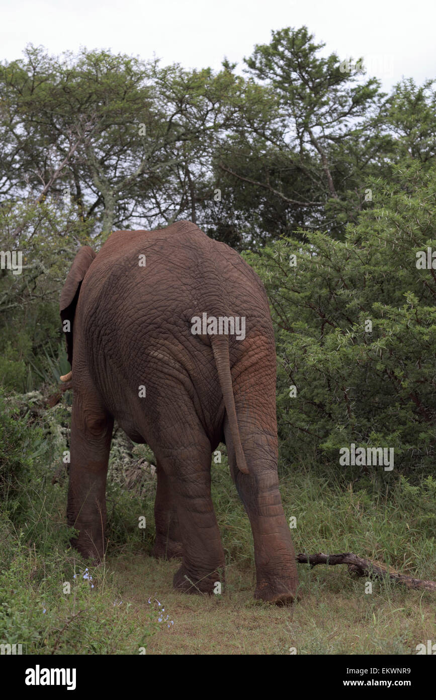 backside view of Elephant feeding on bush with green leaves in Addo ...