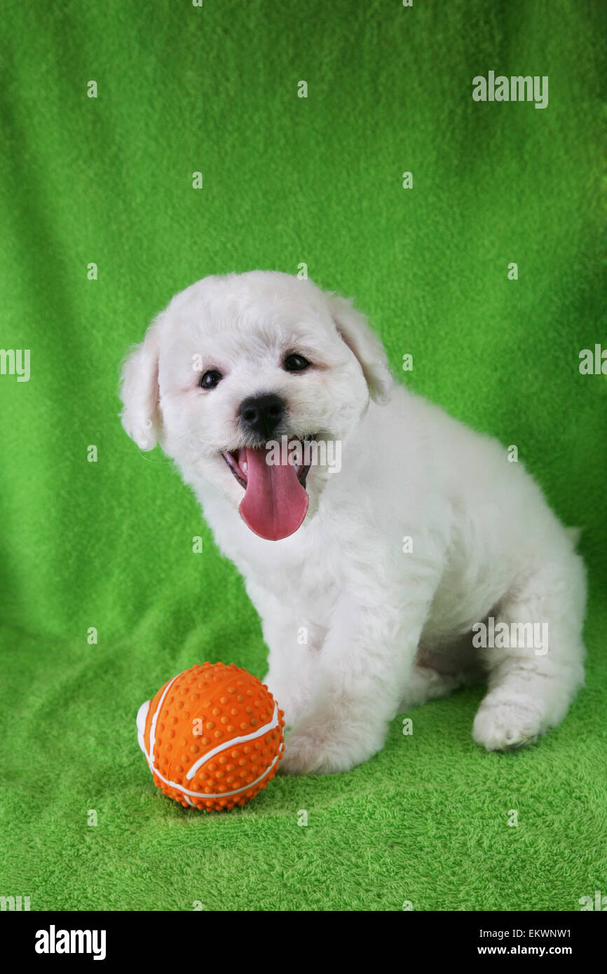 Puppy Bishon Frise Stock Photo - Alamy
