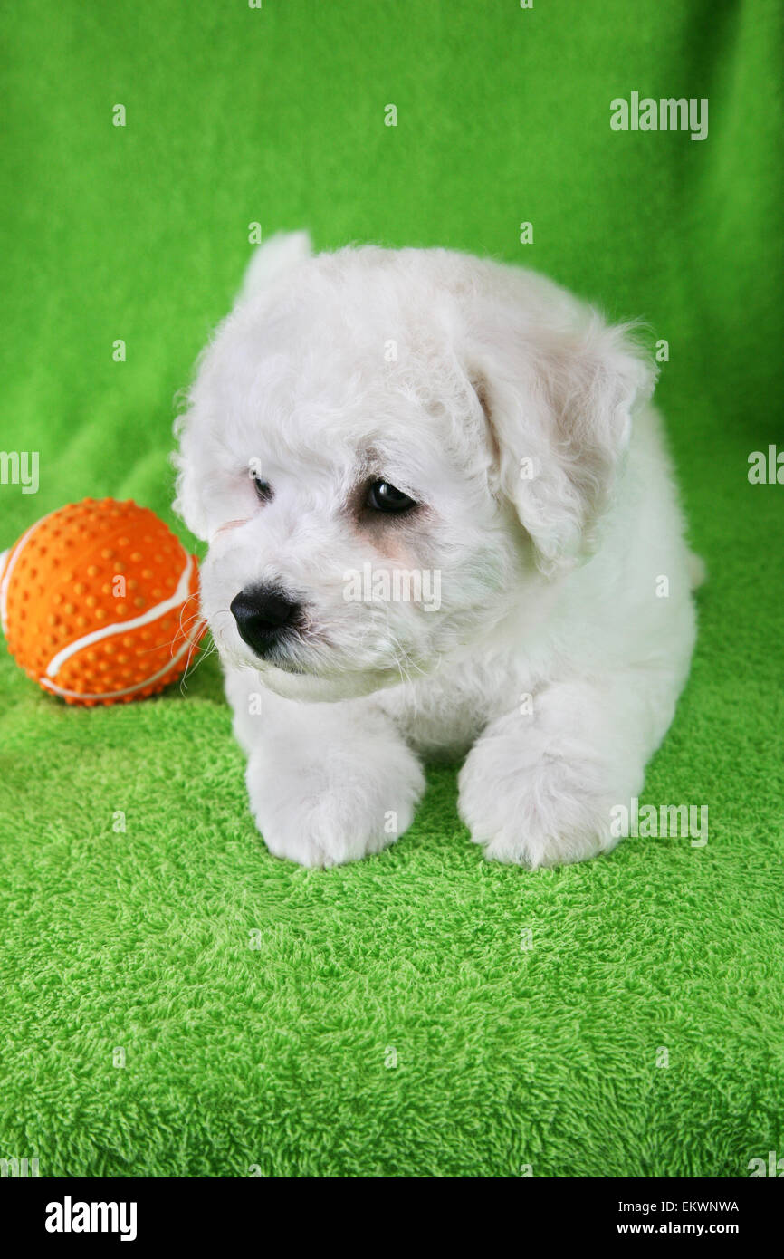 Bichon frise playing with hi-res stock photography and images - Alamy