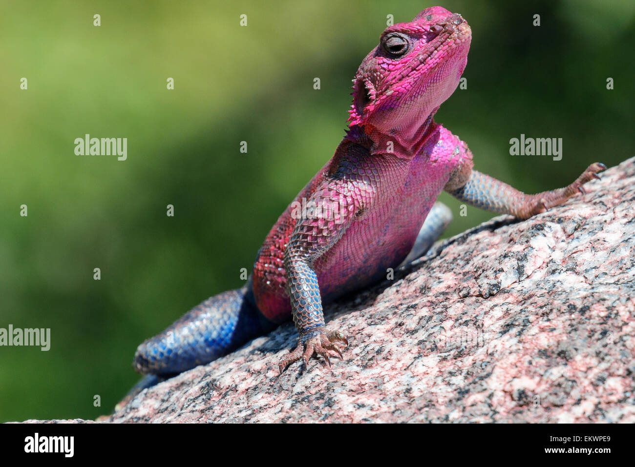 Agama Lizard closeup in the Serengeti National Park, Tanzania, Africa ...