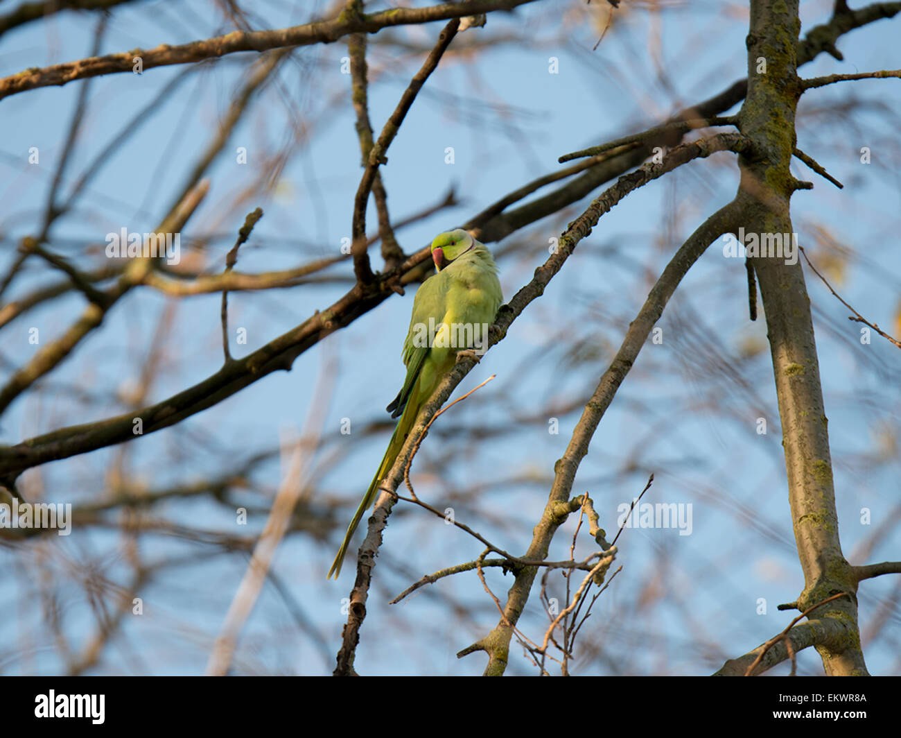 Ringed neck parakeet Stock Photo - Alamy