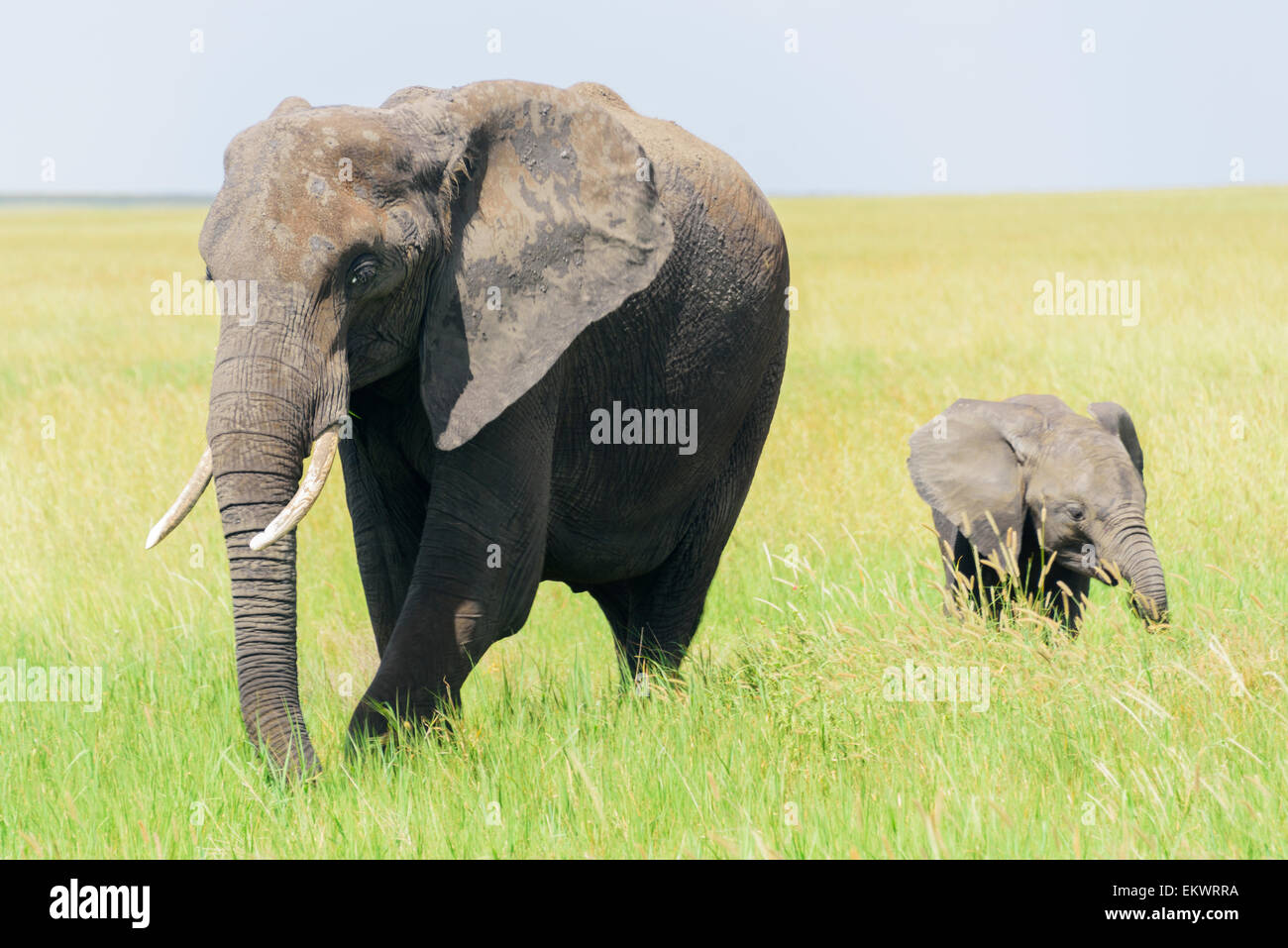 Loxodonta africana, tembo, ndovu, Portrait of elephant family in the ...