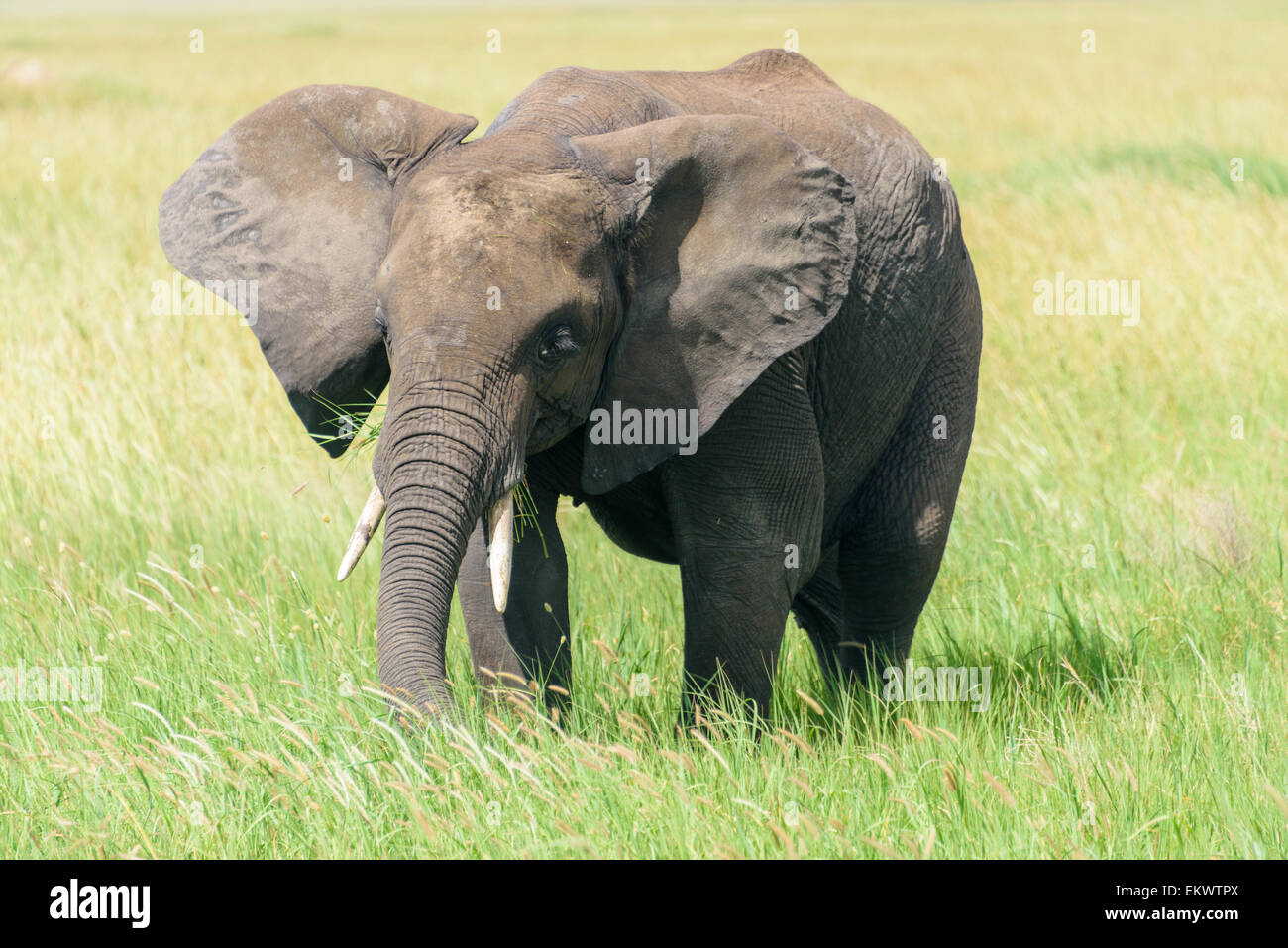 Loxodonta africana, tembo, ndovu, Portrait of elephant in the Serengeti ...
