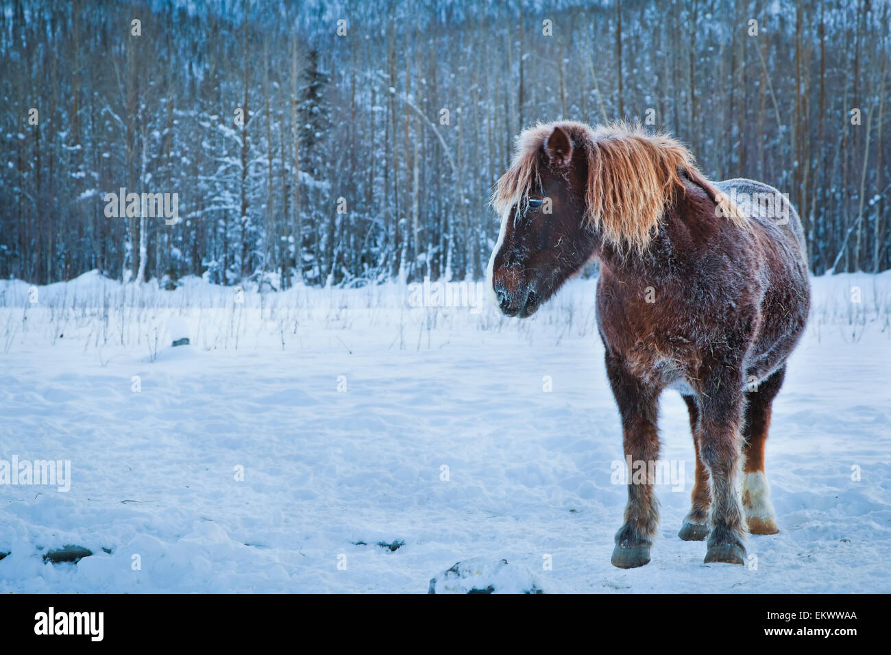 Frozen horse hi-res stock photography and images - Alamy