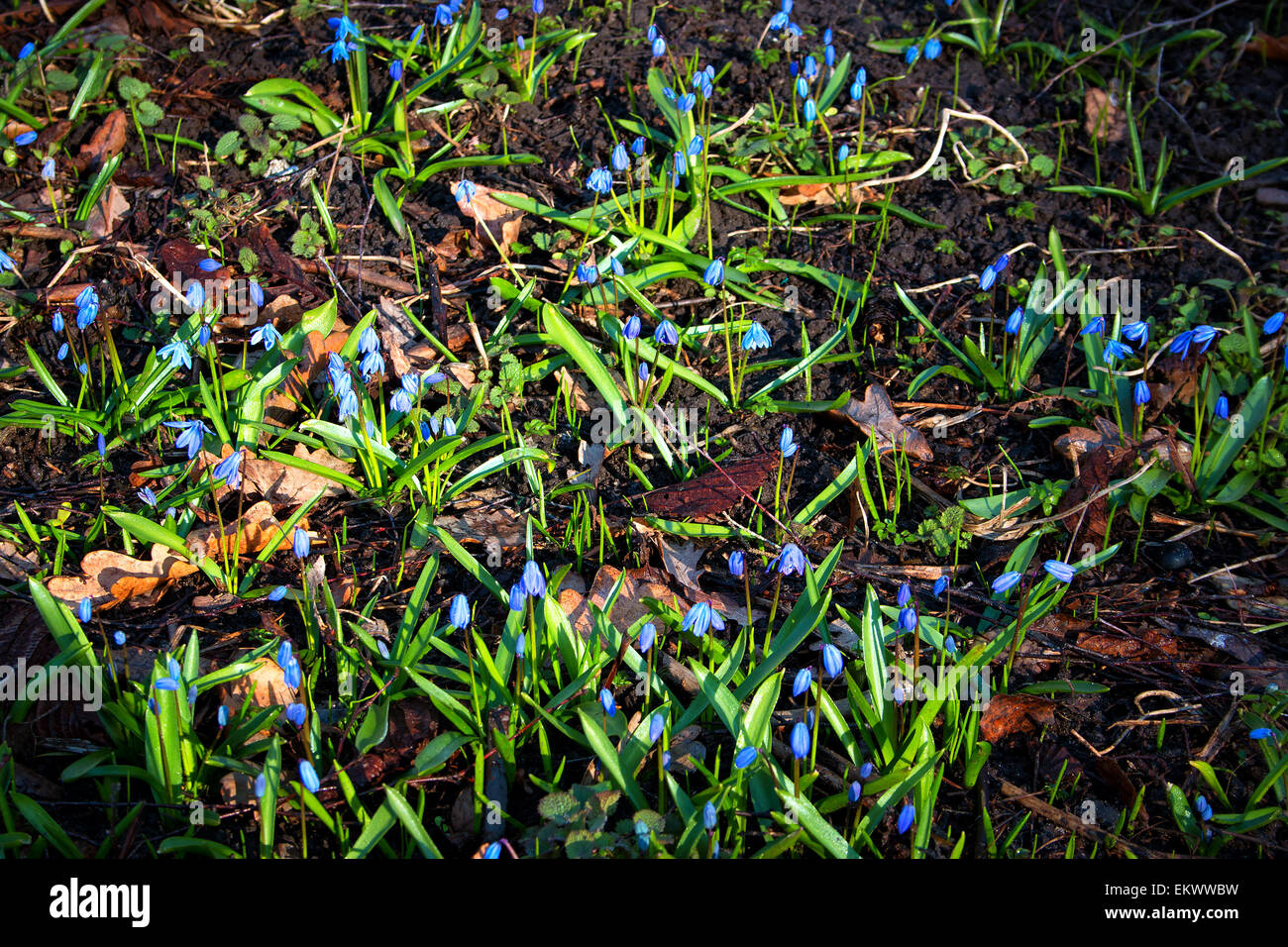 Sunlight scilla siberica hi-res stock photography and images - Alamy