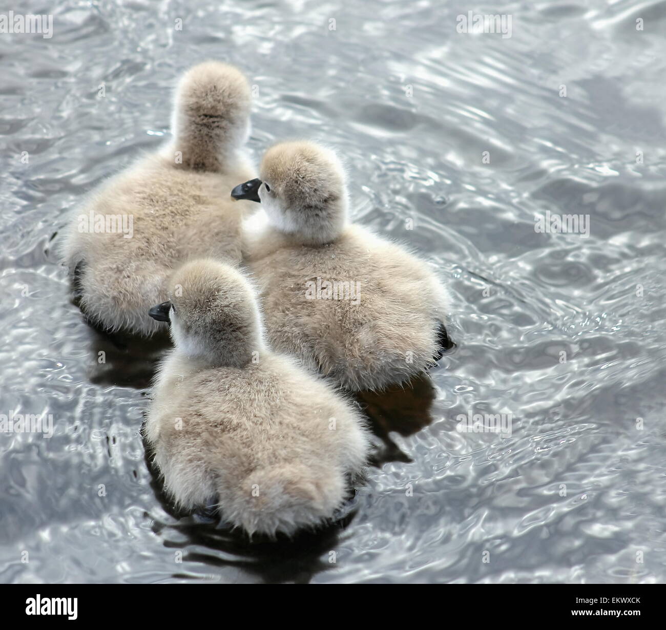 Cygnet family hi-res stock photography and images - Alamy