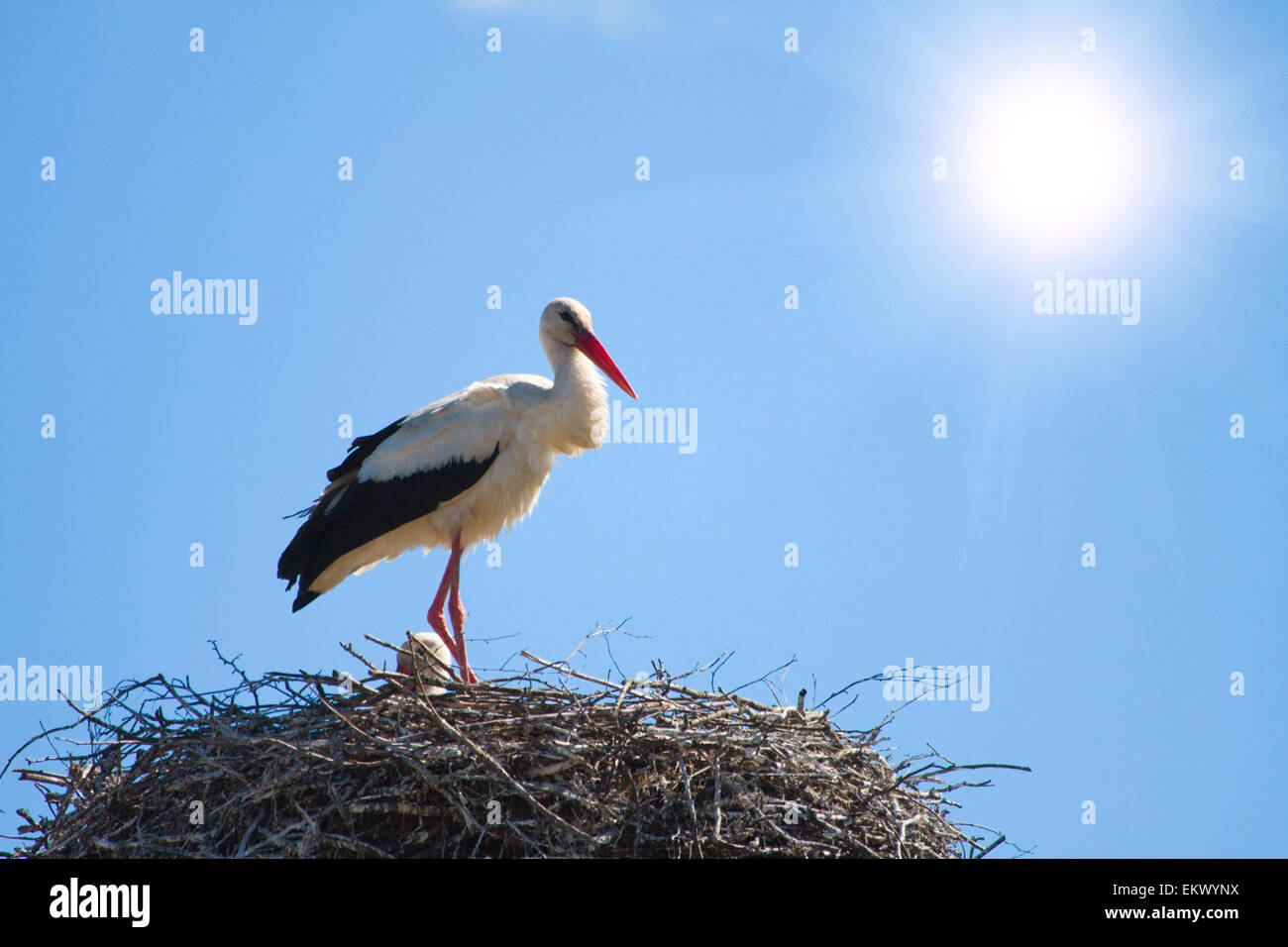 Blue nest hi-res stock photography and images - Alamy