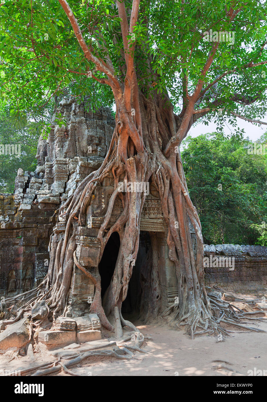 Tropical tree on Ta Som, Angkor wat in Siem Reap,Cambodia Stock Photo ...