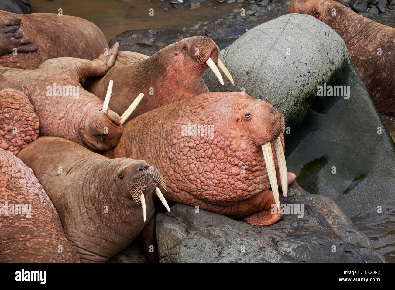 Walrus side hi-res stock photography and images - Alamy