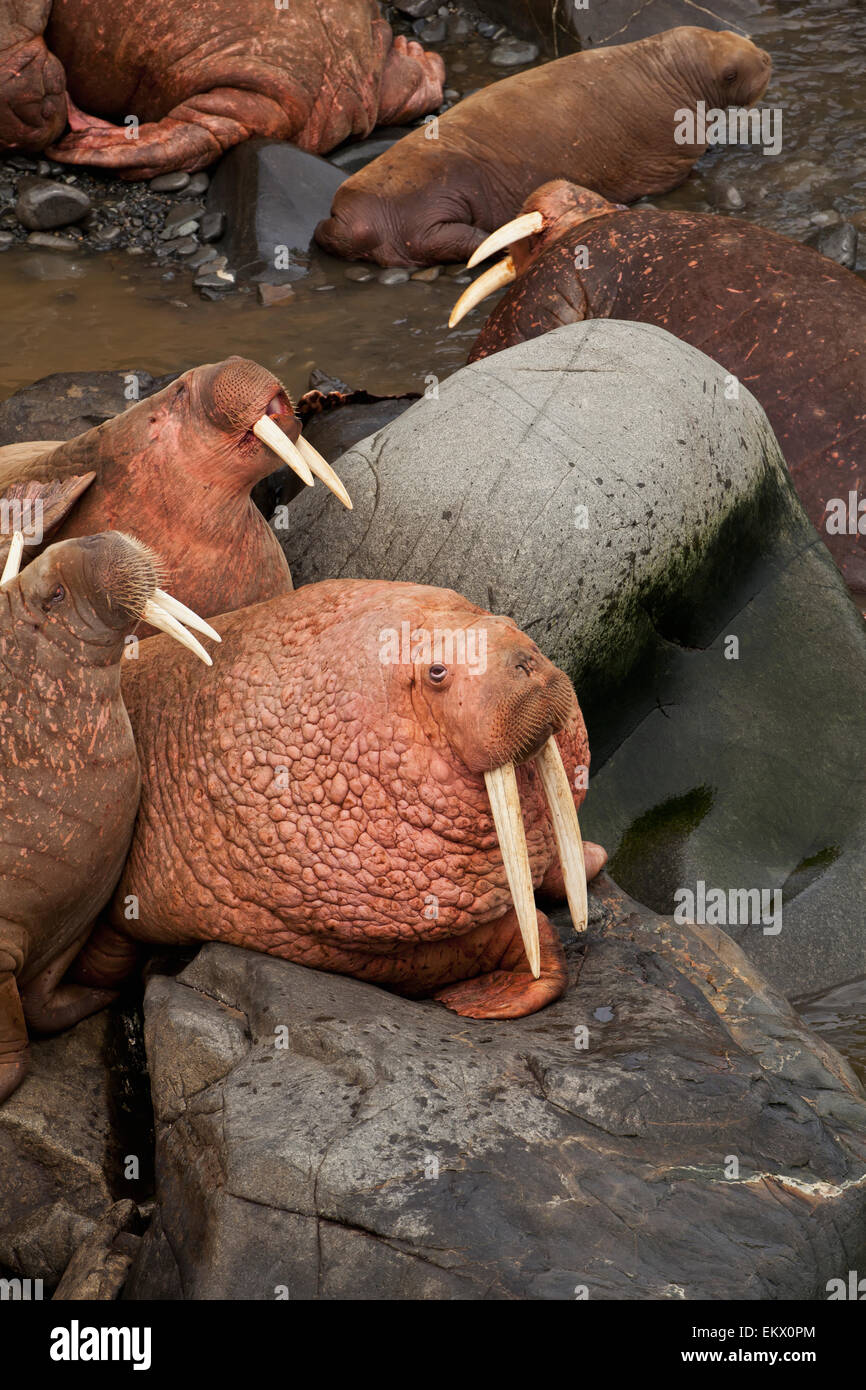 Alaska walrus beach hi-res stock photography and images - Alamy