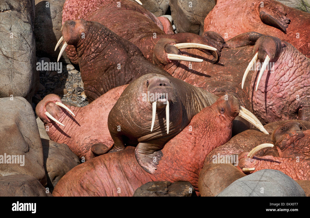 Alaska round island pacific walrus hi-res stock photography and images ...