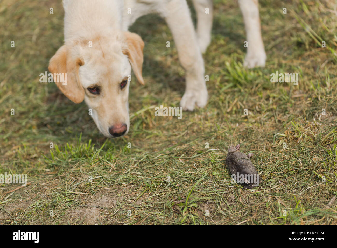 Golden labrador retriever hi-res stock photography and images - Alamy