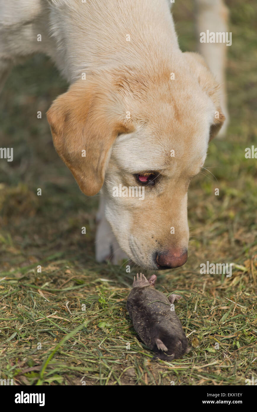 Beautiful Curious Golden Labrador Retriever Puppy Sniffing Dead Mole in ...