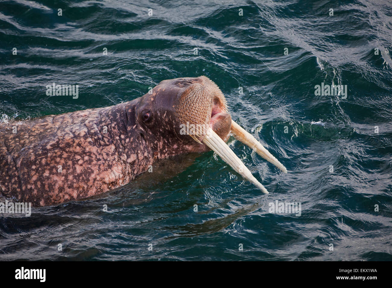 Pacific walrus tusk hi-res stock photography and images - Alamy