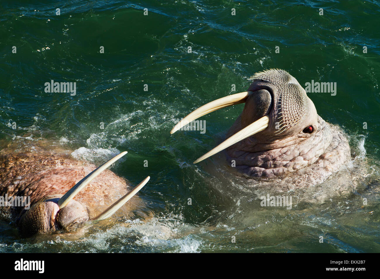 Male walrus fighting hi-res stock photography and images - Alamy