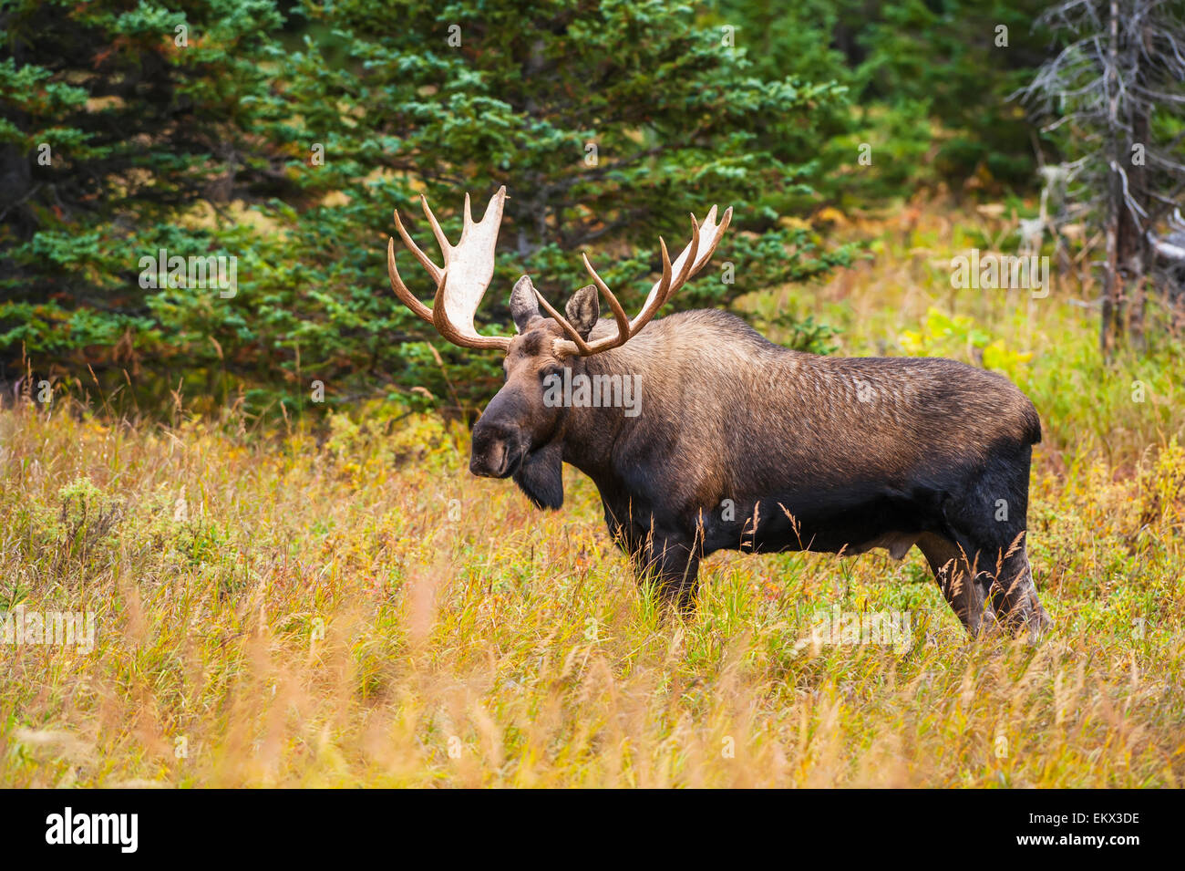 Alaska,Anchorage,Moose,Chugach State Park Stock Photo - Alamy