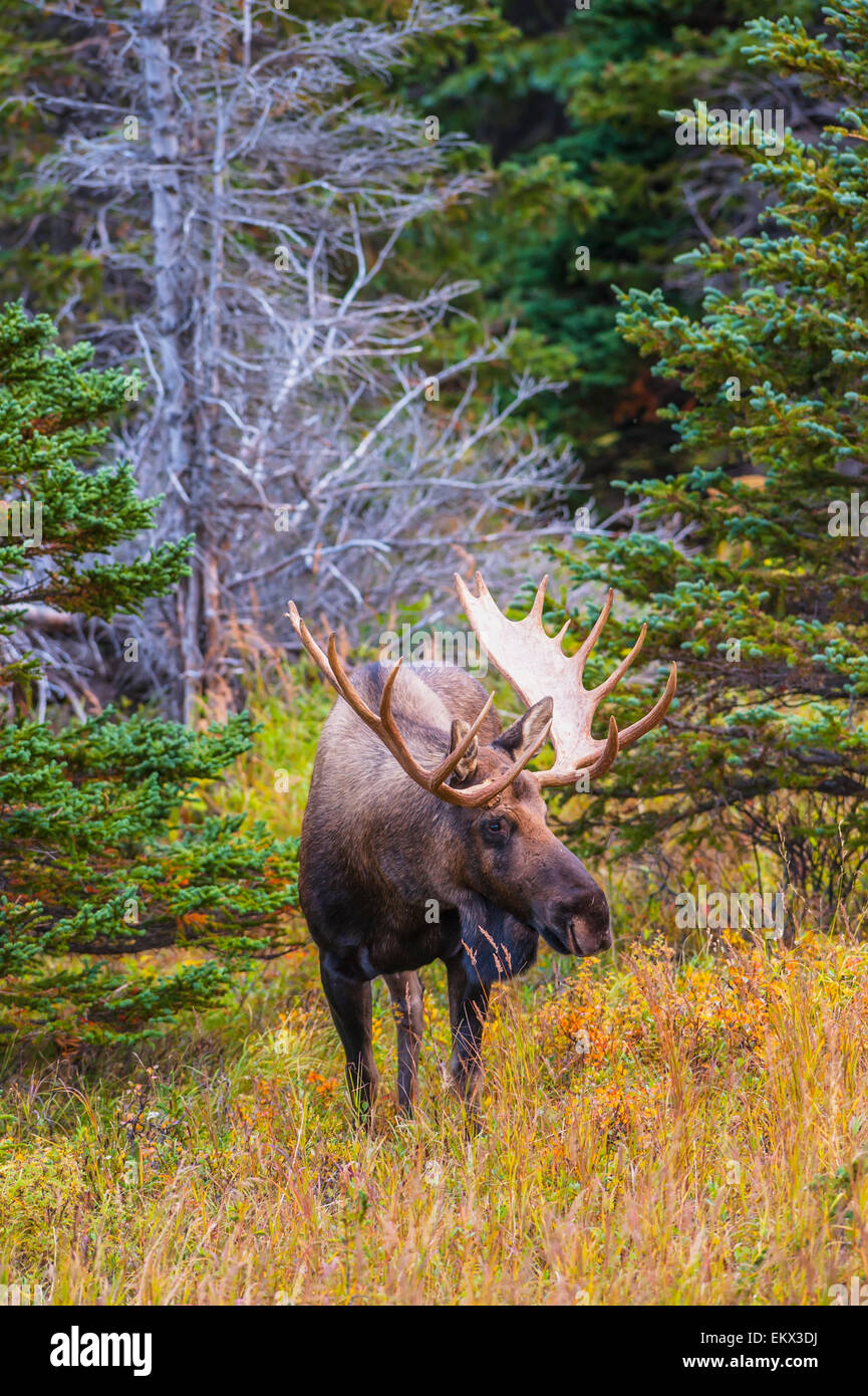 Alaska,Anchorage,Moose,Chugach State Park Stock Photo - Alamy