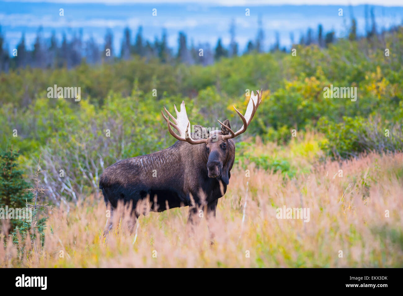 Large bull moose standing in brush near Powerline Pass in the Chugach ...