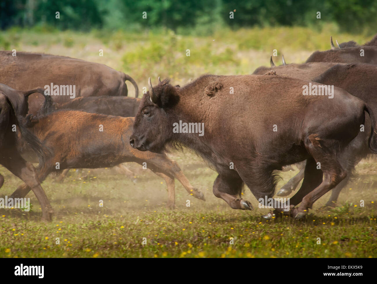 Stampede bison hi-res stock photography and images - Alamy