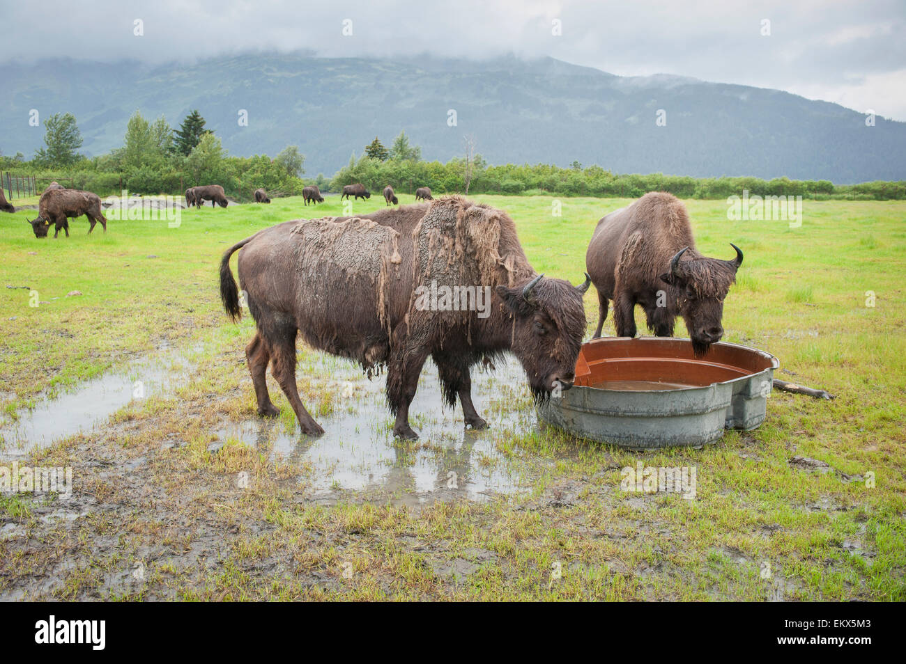 CAPTIVE: Wood Bison (Bison bison athabascae)drinking from metal tub ...