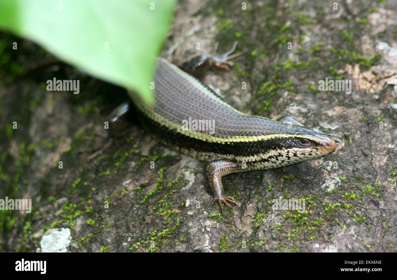 Bronze grass skink hi-res stock photography and images - Alamy