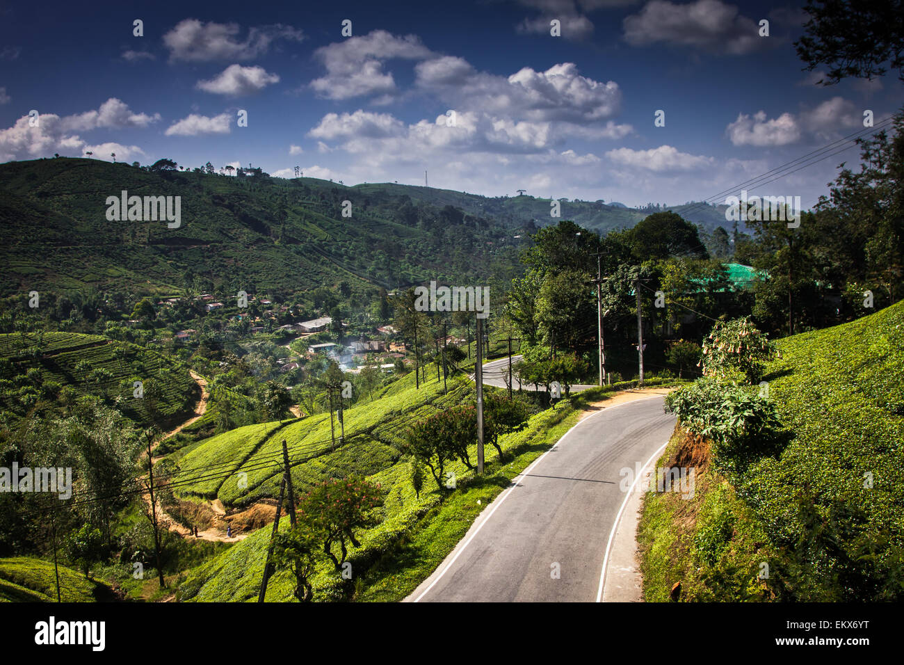 Tea plantation landscape in Sri Lanka Stock Photo - Alamy