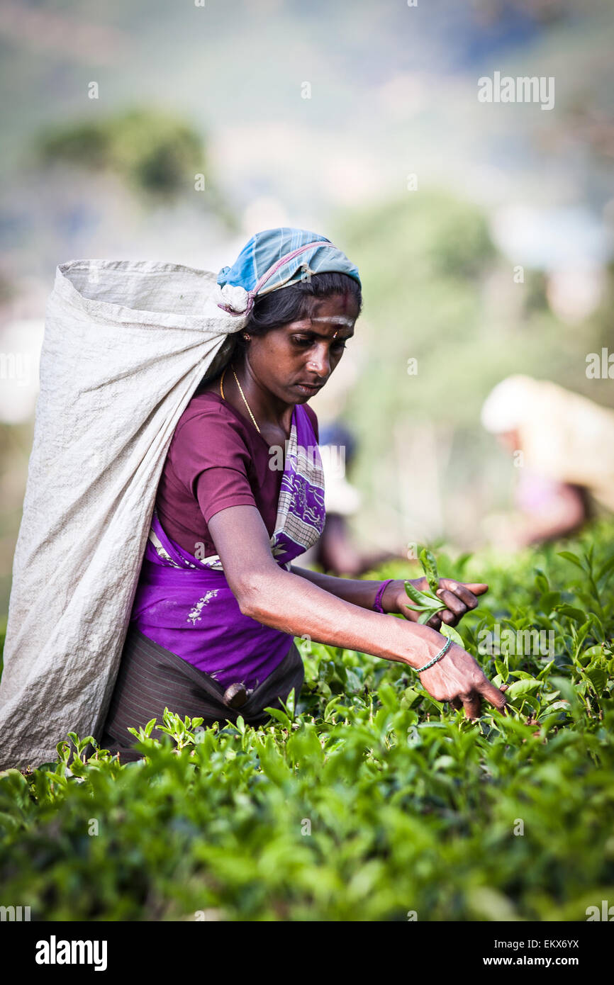 Female tea picker in tea plantation in Maskeliya, Sri Lanka Stock Photo ...