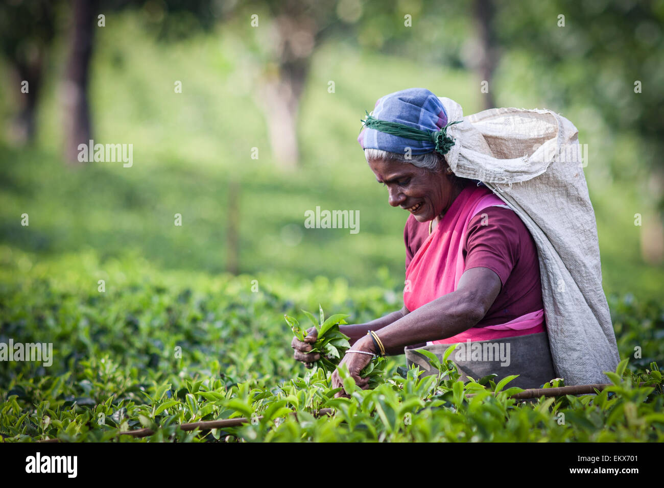 Female tea picker in tea plantation in Maskeliya, Sri Lanka Stock Photo ...