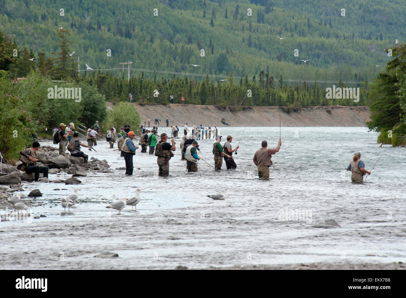 Summer ritual of combat fishing for Sockeye Salmon in the Russian River ...