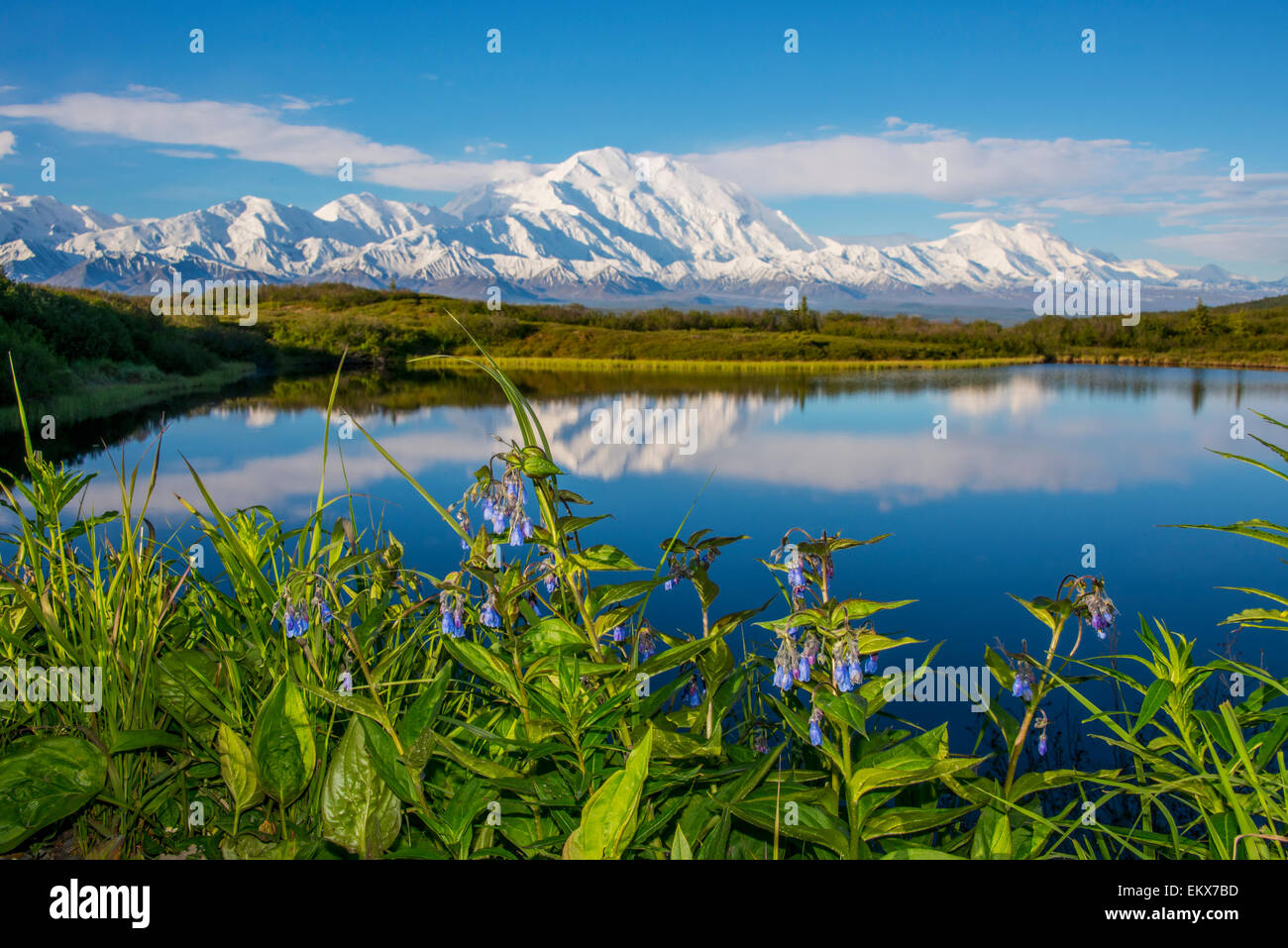 Alaska,Mckinley,Bluebell,Denali National Park Stock Photo - Alamy
