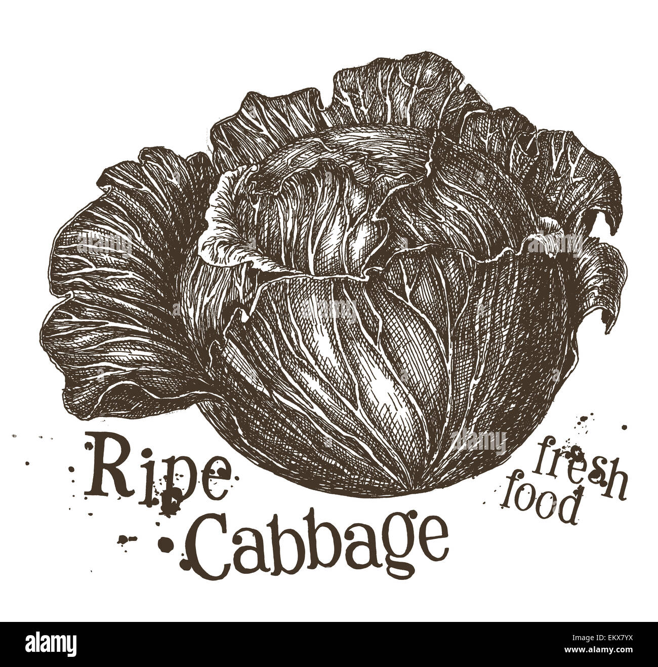 Cabbage logo hi-res stock photography and images - Alamy