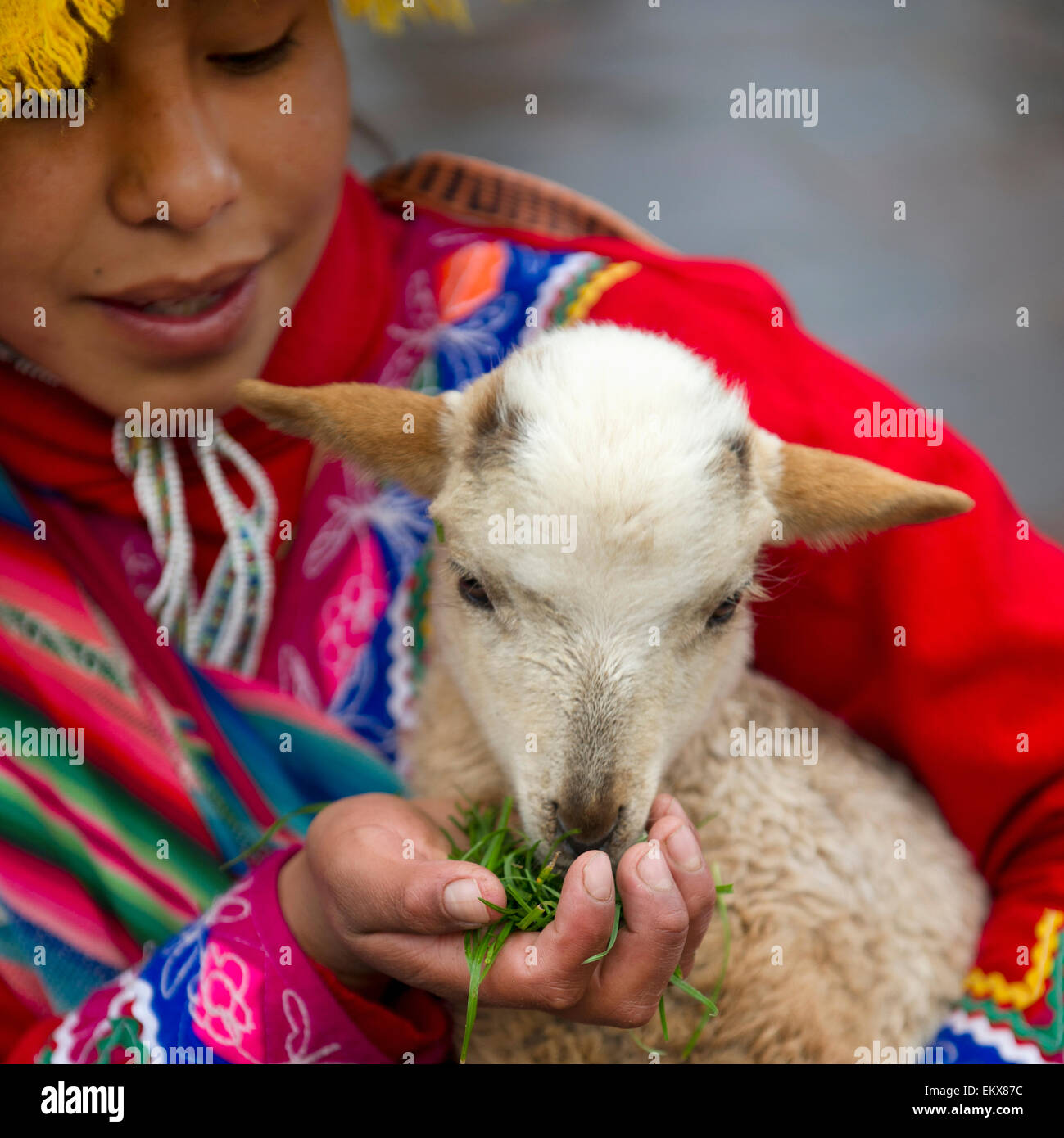 Child goat peru hi-res stock photography and images - Alamy