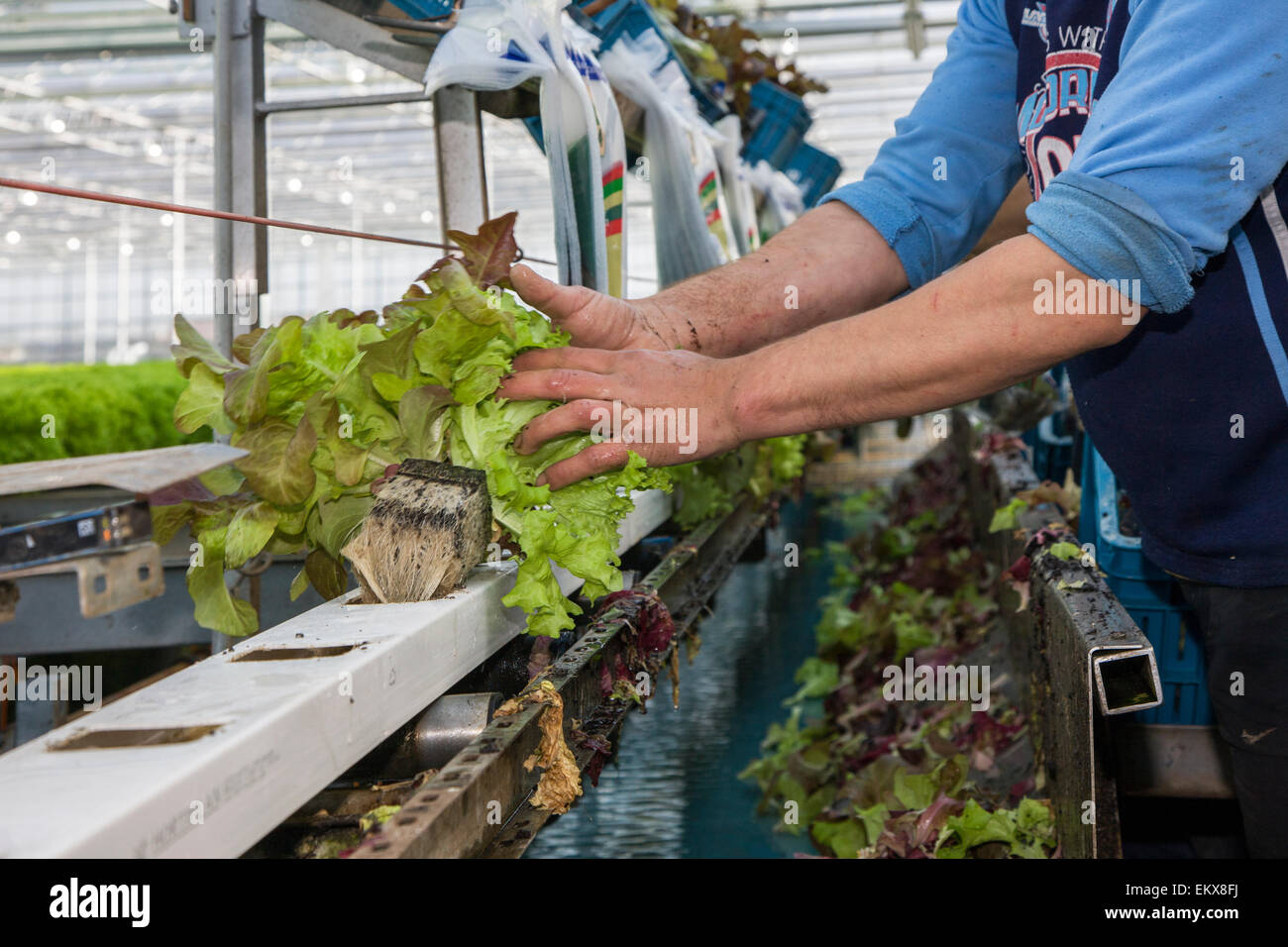 Horticulturist packing harvested lettuces inside industrial-sized ...