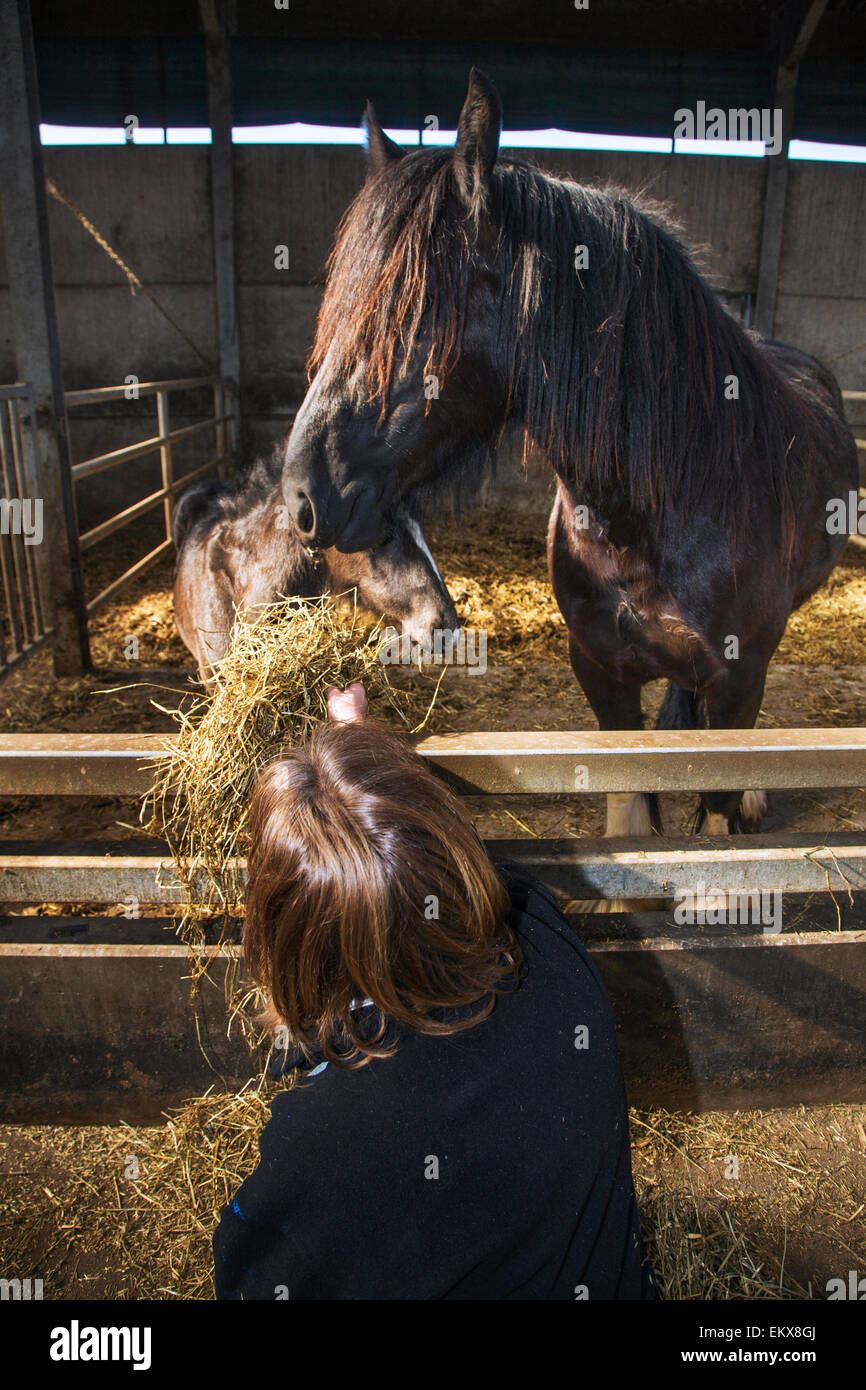 Someone Feeding Horses Hay