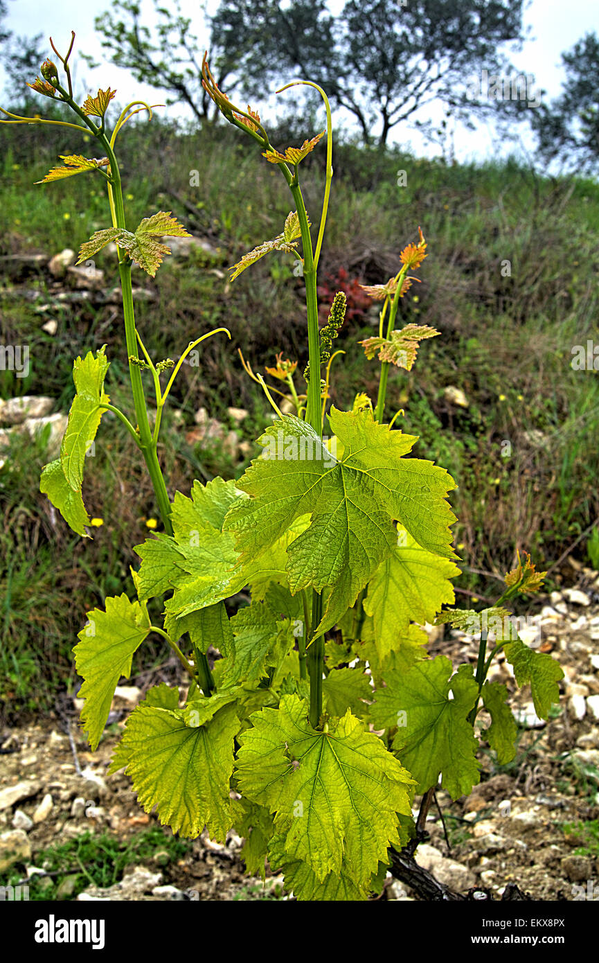 Spring season background with vine leaves in the vineyard Stock Photo ...