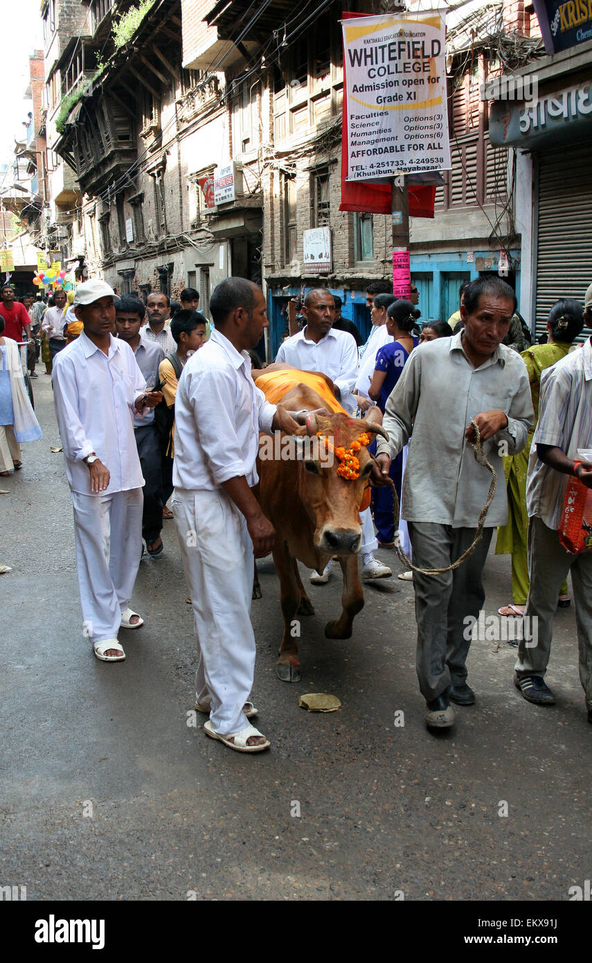 Gai jatra hi-res stock photography and images - Alamy
