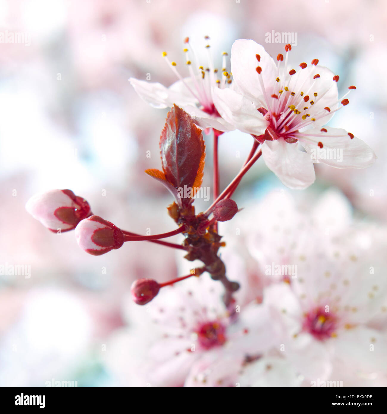 Blooming fruit tree Stock Photo - Alamy