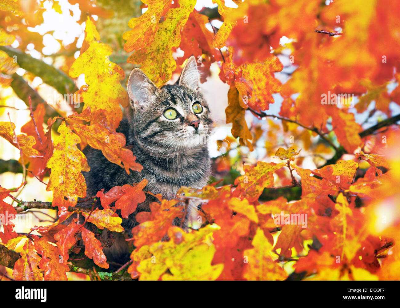 Beautiful kitty sitting on the autumn tree Stock Photo - Alamy