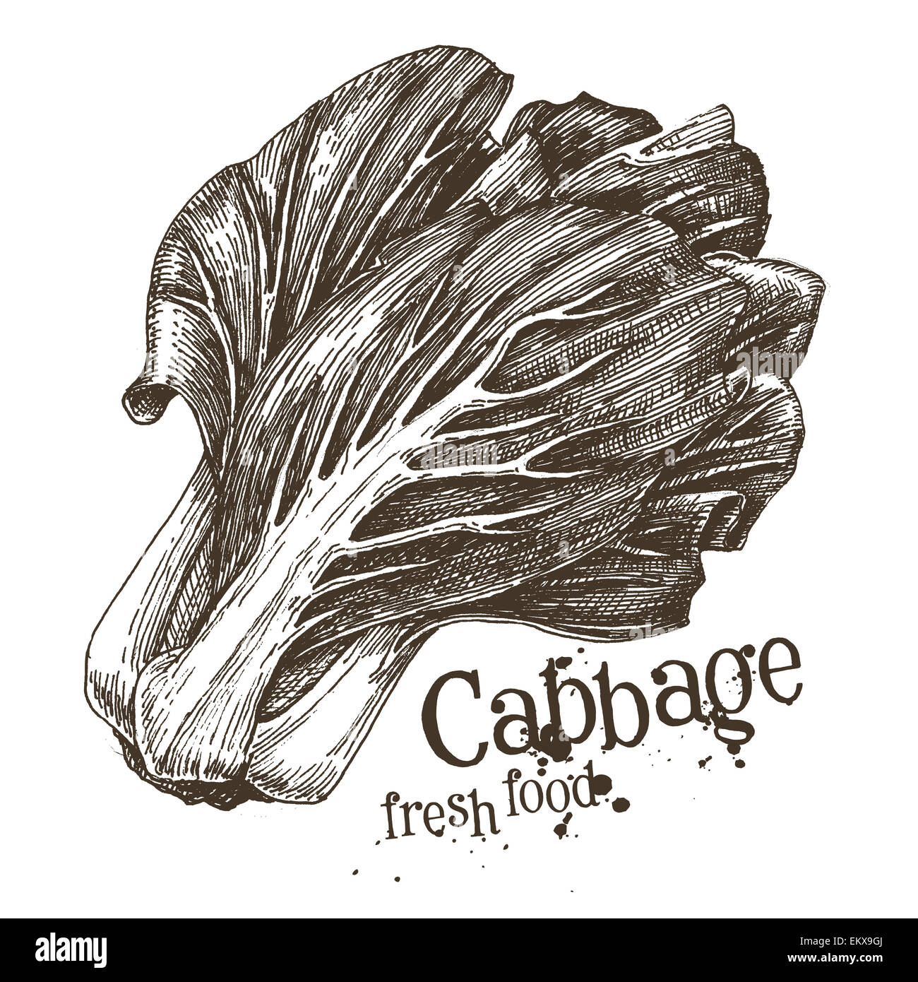 cabbage vector logo design template. fresh vegetables, food or harvest ...