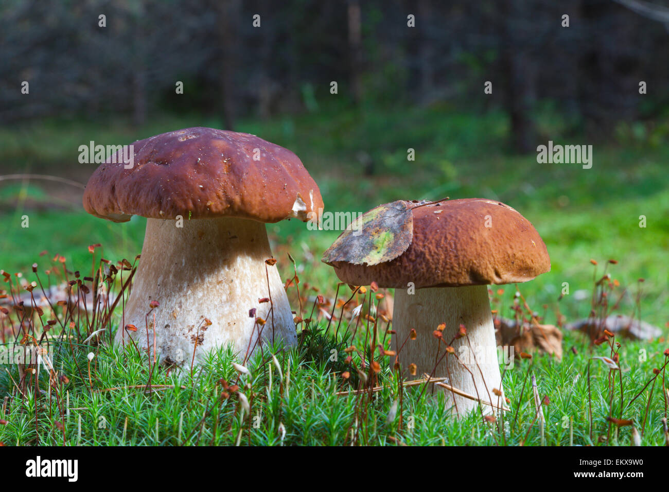 Porcini mushroom (Boletus edulis Stock Photo - Alamy