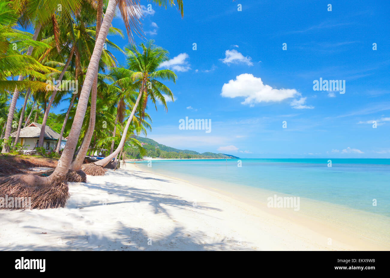 Koh Samui tropical beach and coconut palm trees Stock Photo - Alamy
