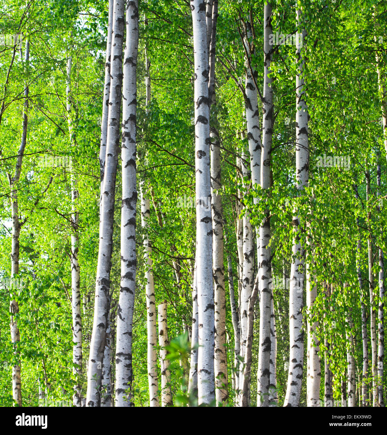 Birches green hi-res stock photography and images - Alamy