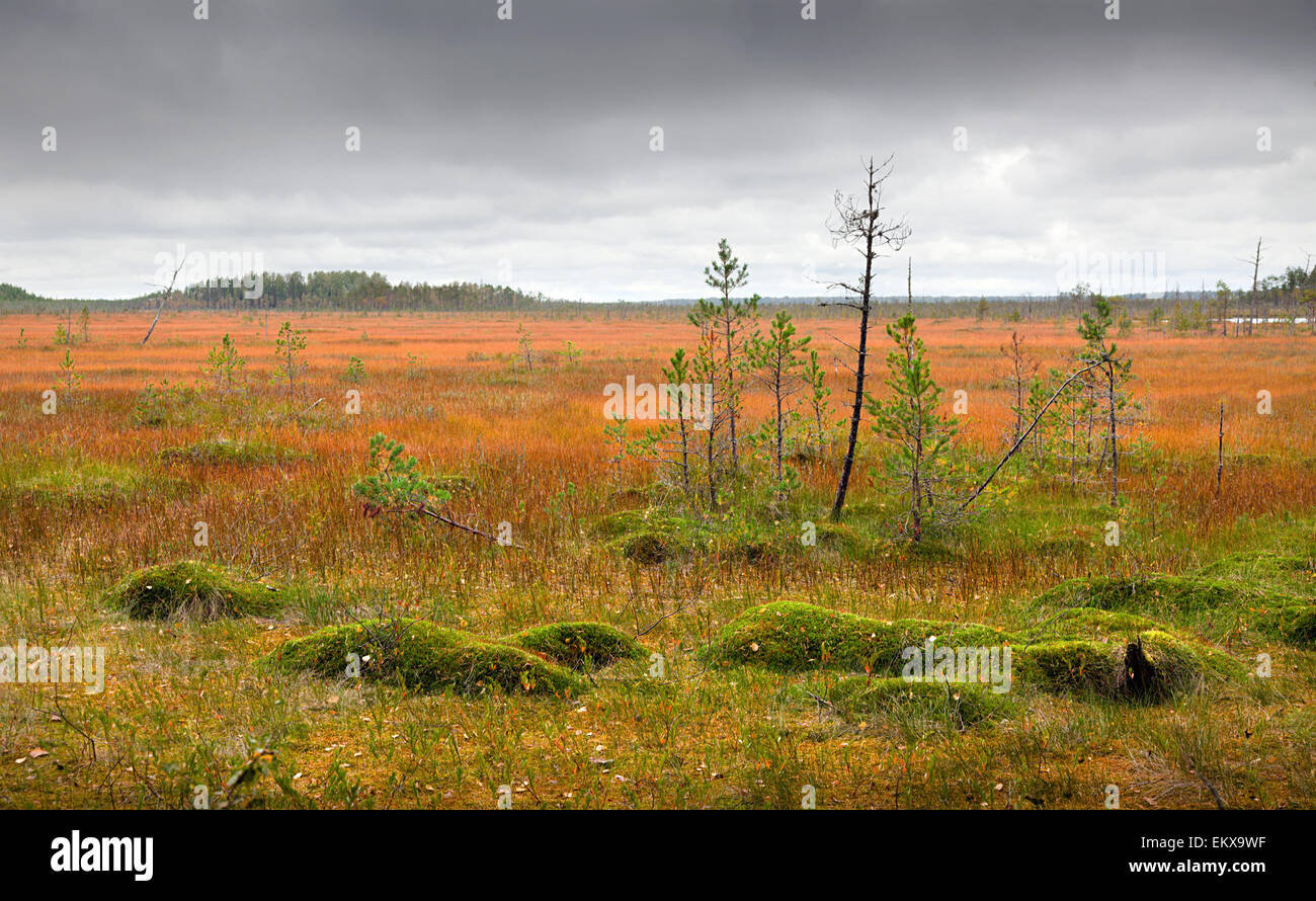 Northern swamp hi-res stock photography and images - Alamy