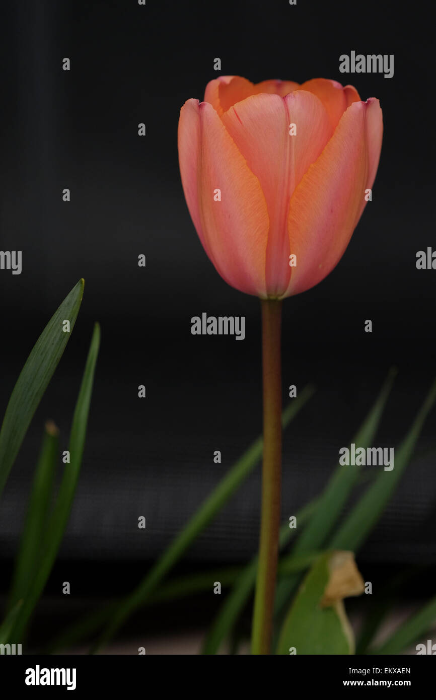 Peach colored Spring Tulip flowering Stock Photo - Alamy