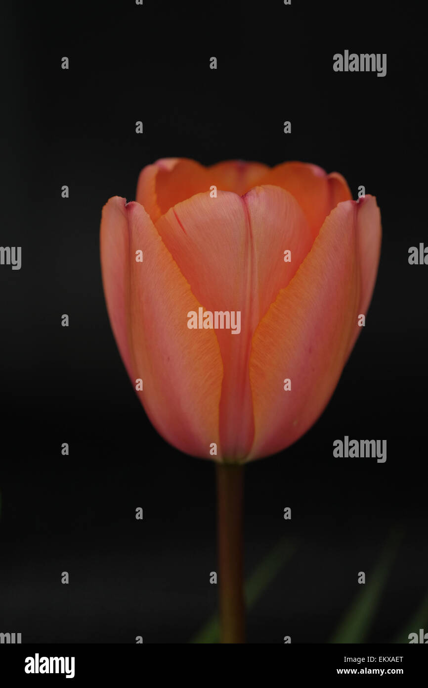 Peach colored Spring Tulip flowering Stock Photo - Alamy