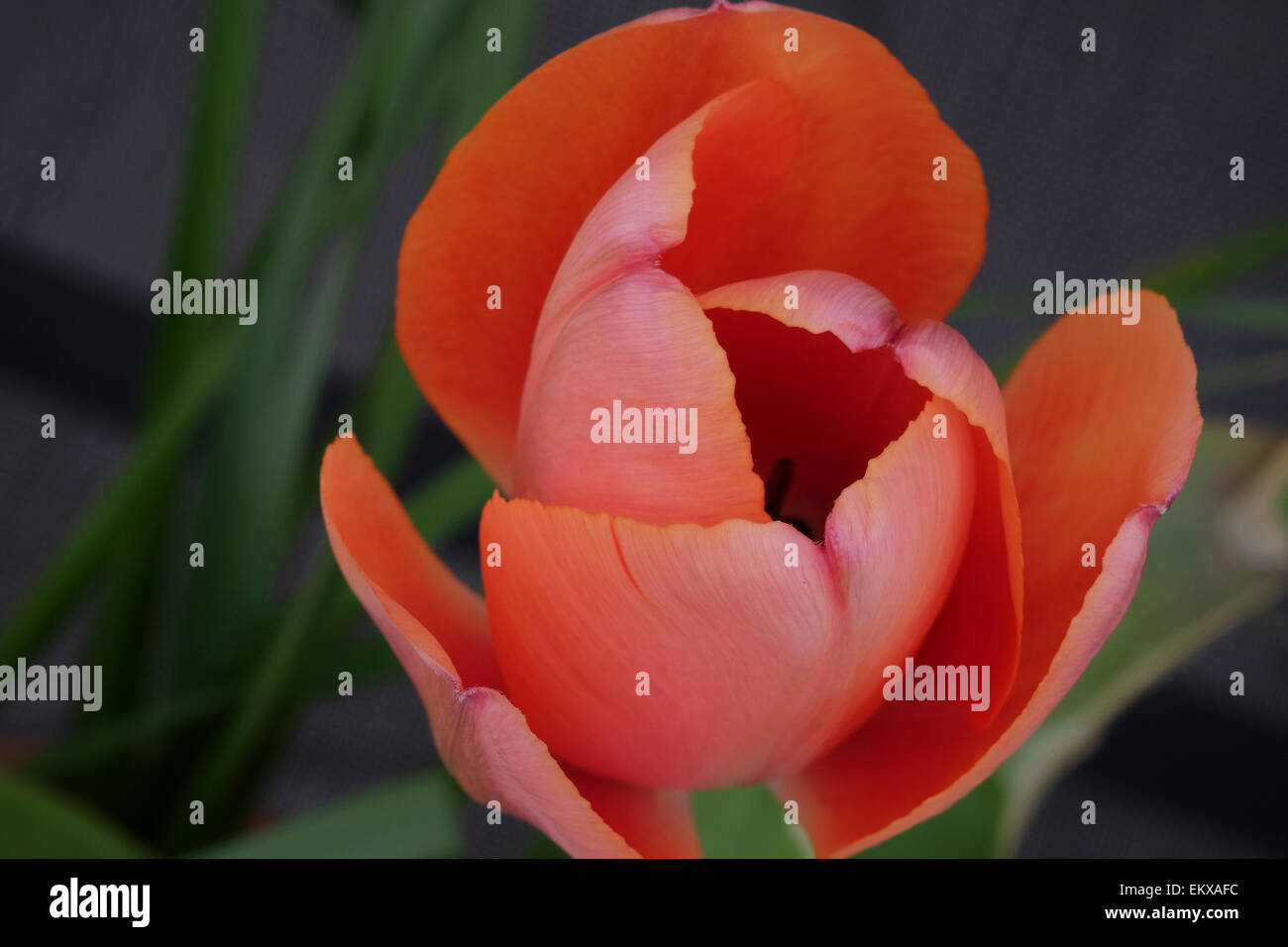 Peach colored Spring Tulip flowering Stock Photo - Alamy