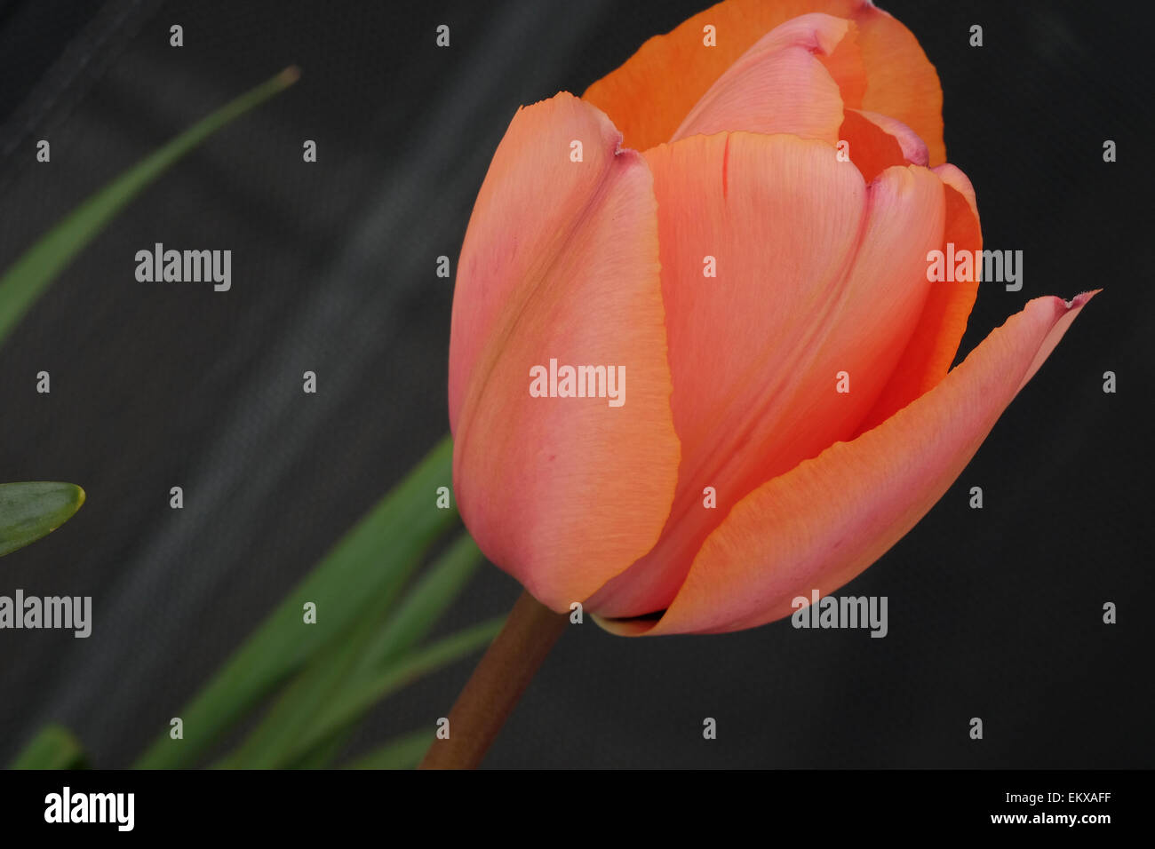 Peach colored blossom hi-res stock photography and images - Alamy